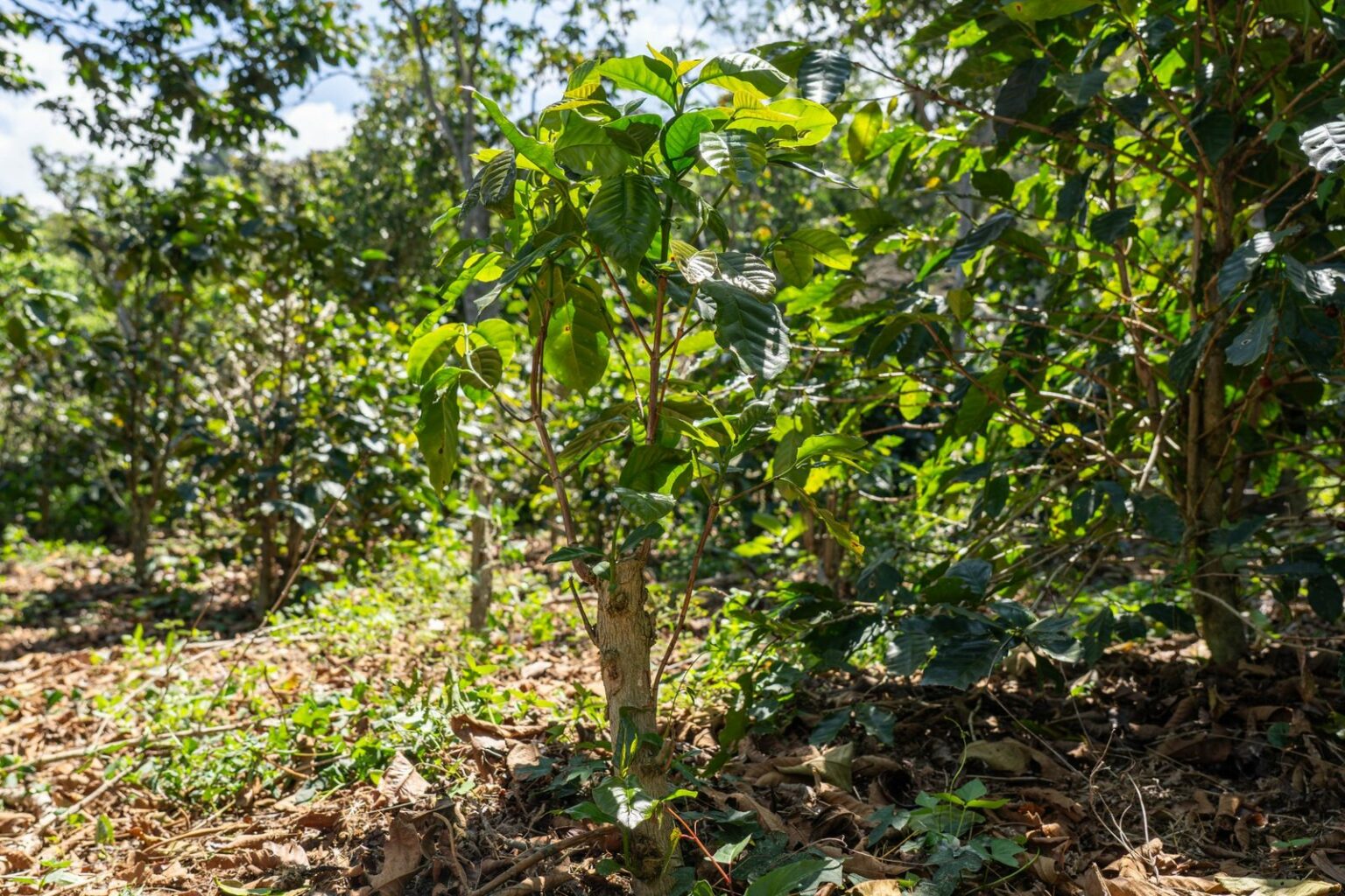 Optimal weather conditions for coffee cultivation - Mare Terra Coffee
