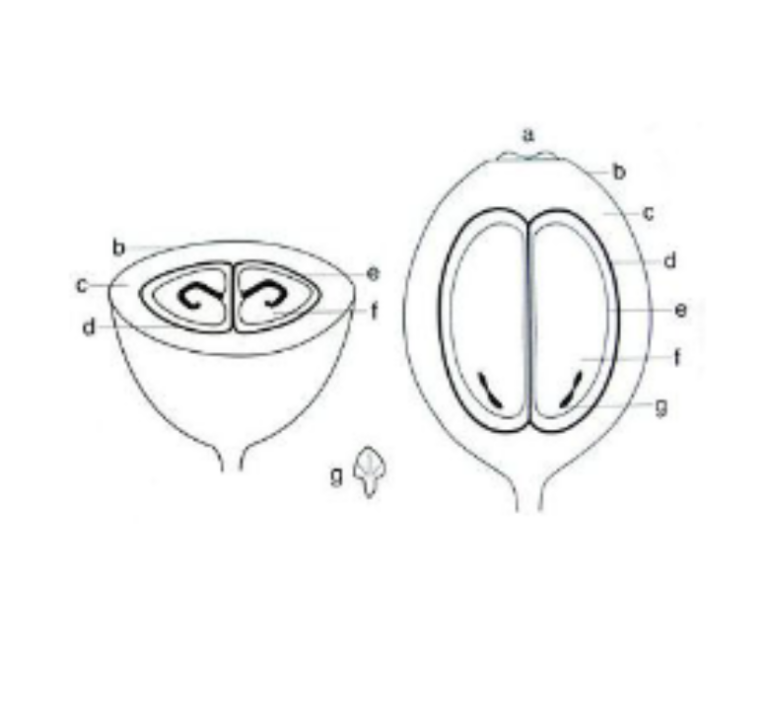 La planta del café - Mare Terra Coffee