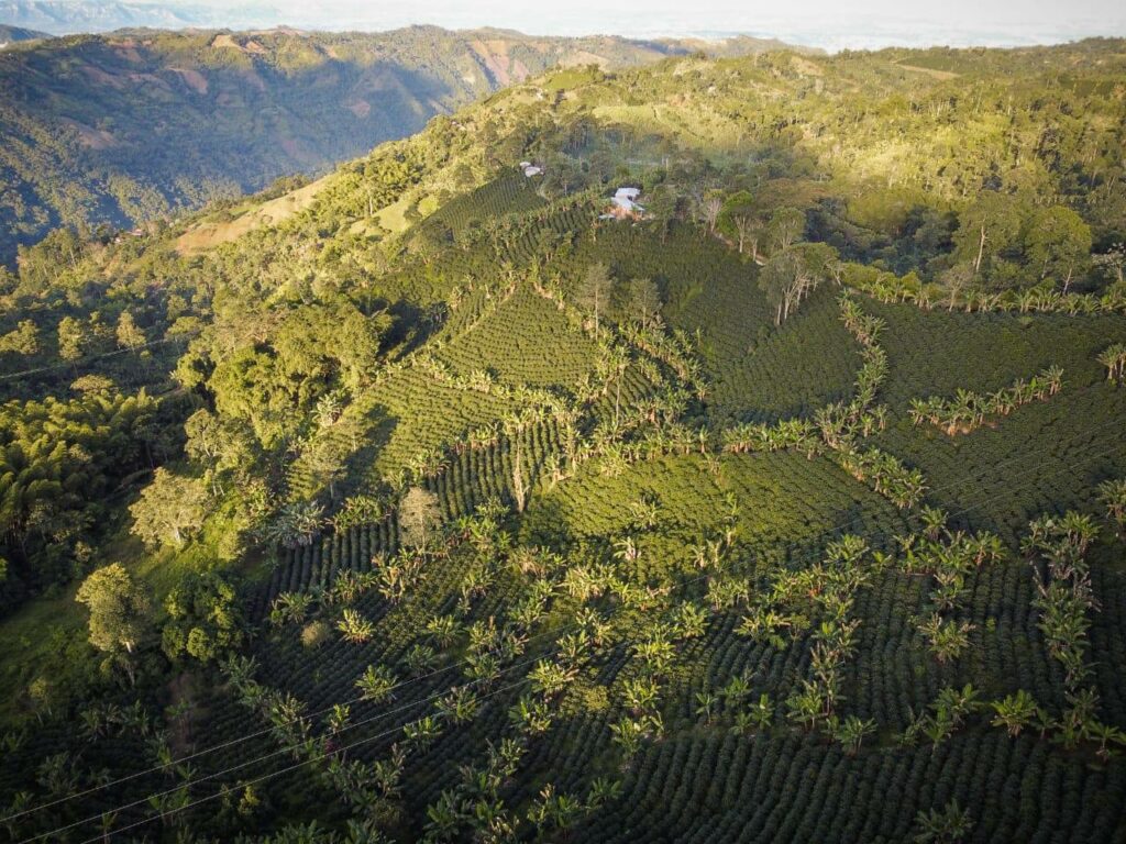 Colombia - Mare Terra Coffee