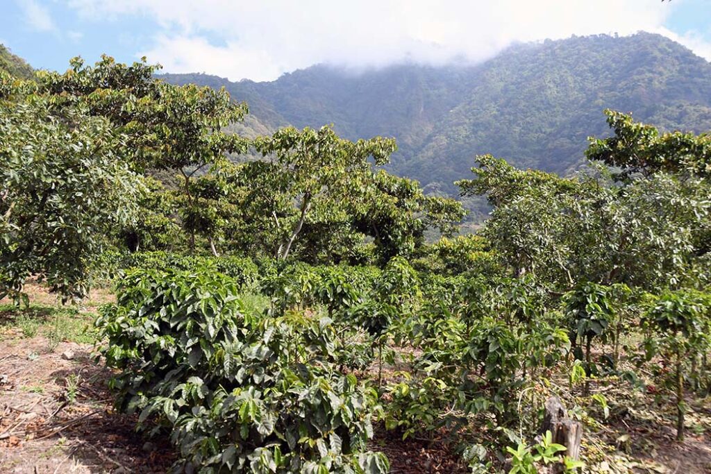 Guatemala - Mare Terra Coffee