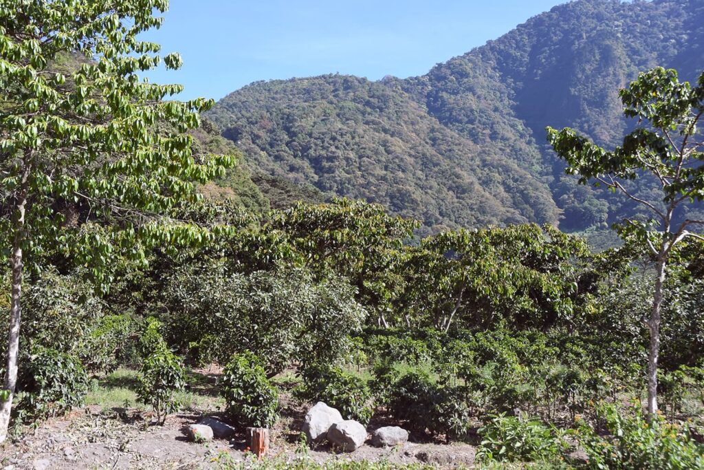 Guatemala - Mare Terra Coffee