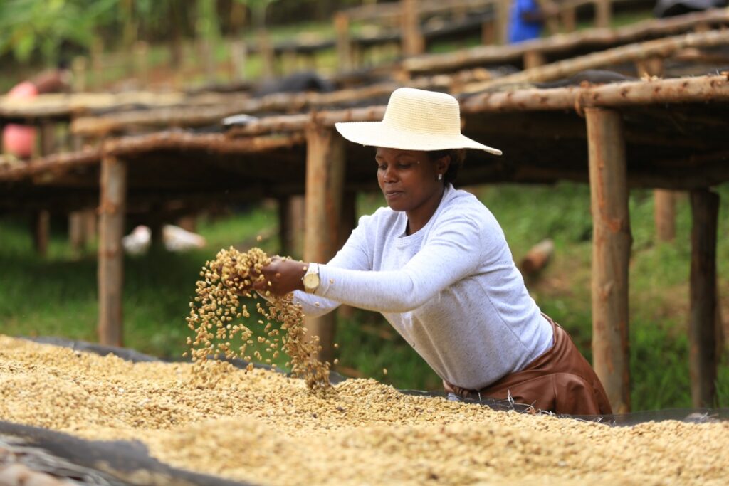 Rwanda - Mare Terra Coffee