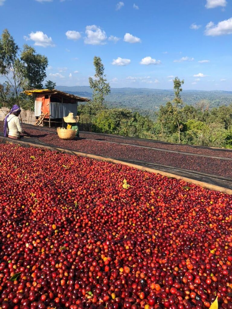 Ethiopia - Mare Terra Coffee