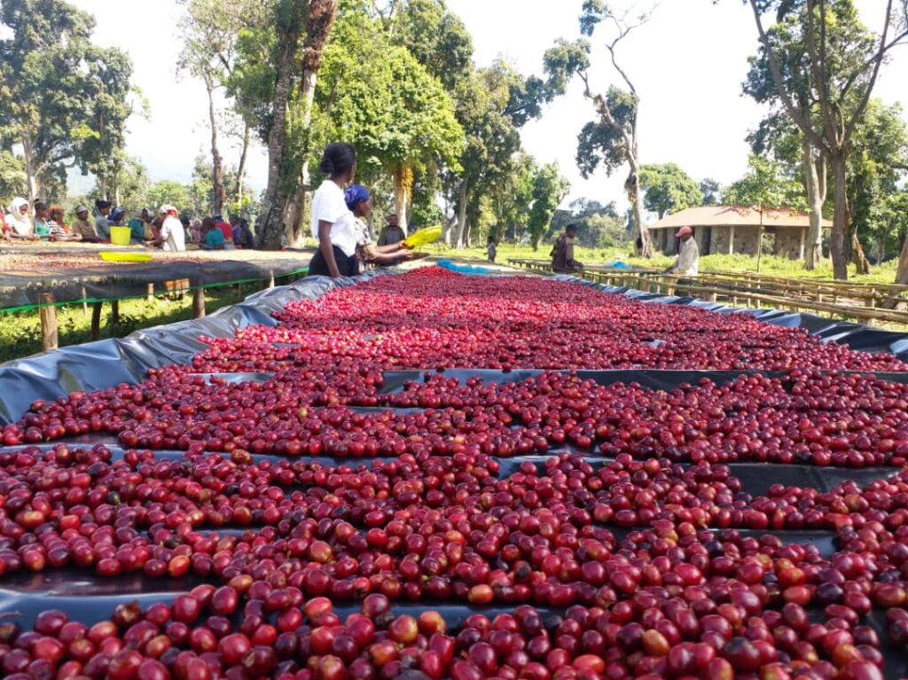Ethiopia - Mare Terra Coffee