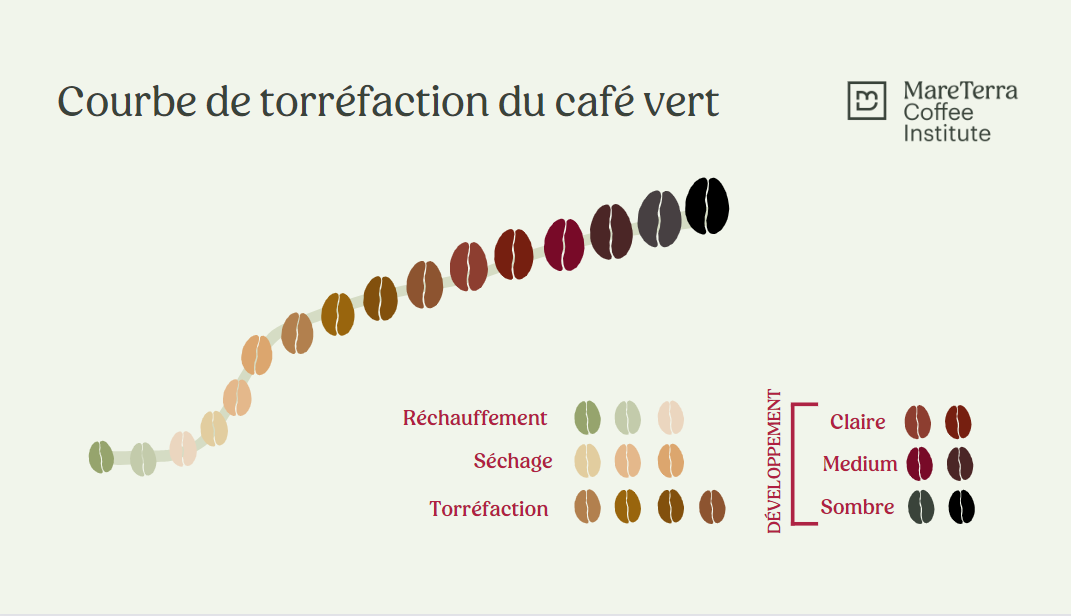 Courbes de torréfaction du café vert - Mare Terra