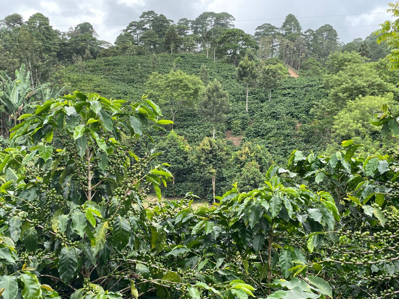 Optimal weather conditions for coffee cultivation - Mare Terra Coffee