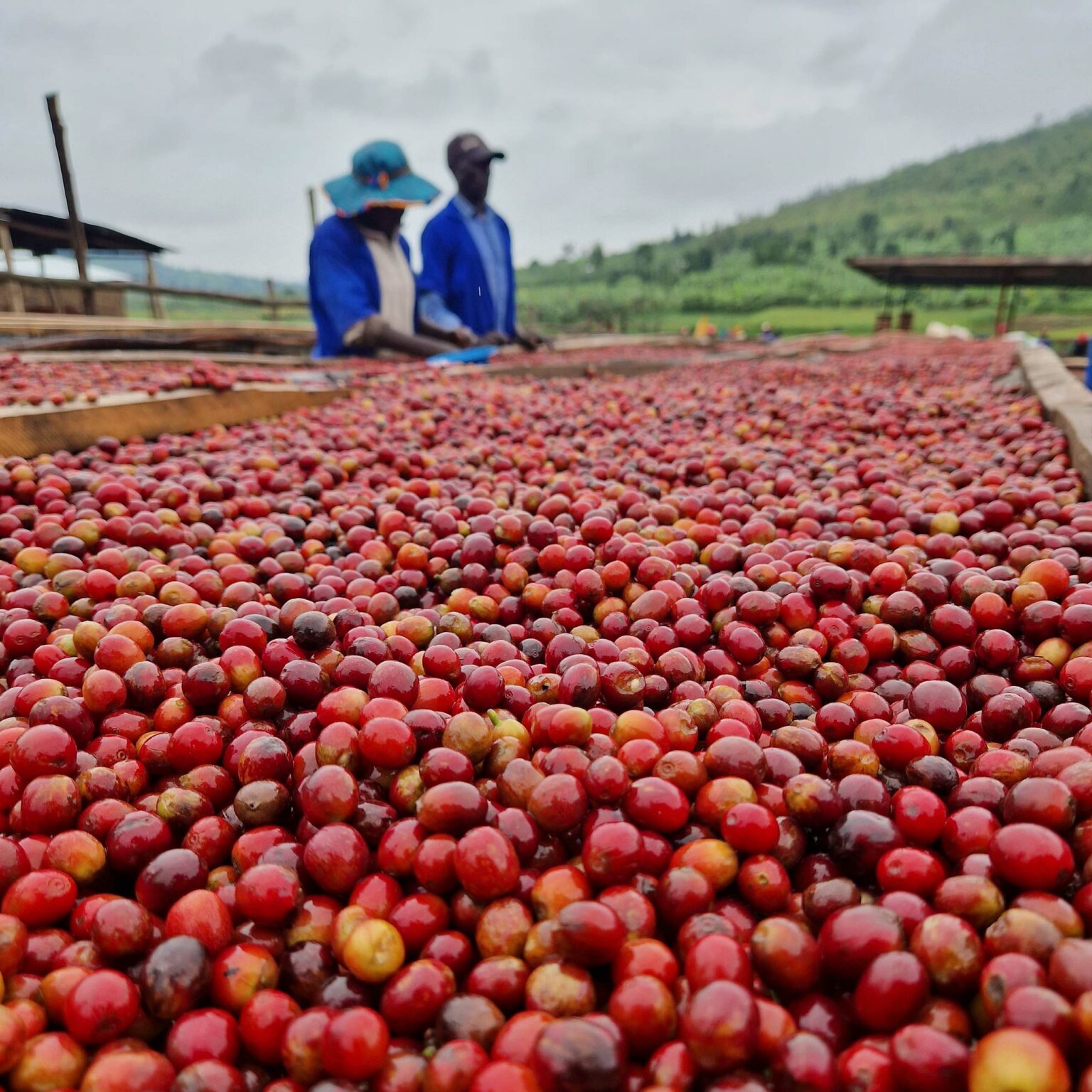 Signature Recipe Process - Mare Terra Coffee